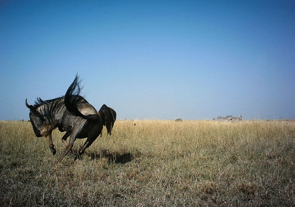 Snapshot Sunday – If wildebeest could fly… – Daily Zooniverse