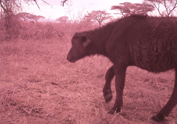 Snapshot Sunday – Baby Buffalo – Daily Zooniverse