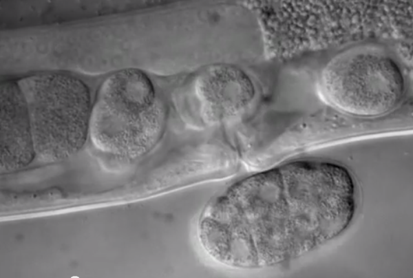 Close-up of Worm Egg Laying – Daily Zooniverse