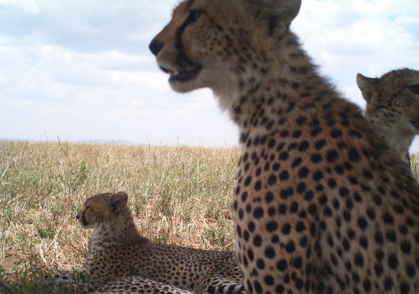 Snapshot Sunday – A Coalition of Cheetahs – Daily Zooniverse