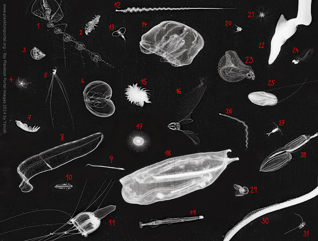 Best Plankton of 2014 – Daily Zooniverse