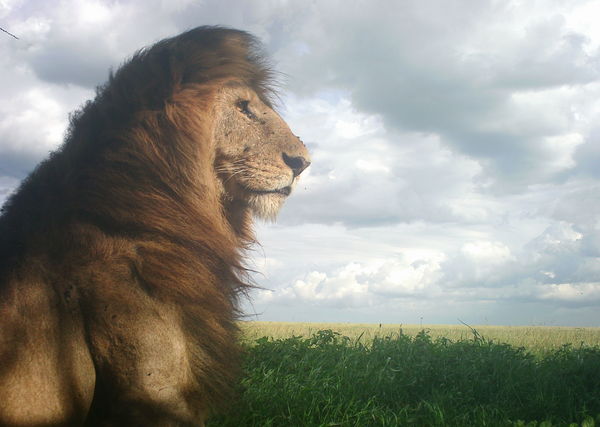 Snapshot Sunday – Proud Lion – Daily Zooniverse