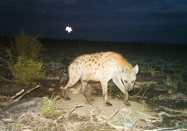 Snapshot Sunday – Haunting Hyena – Daily Zooniverse