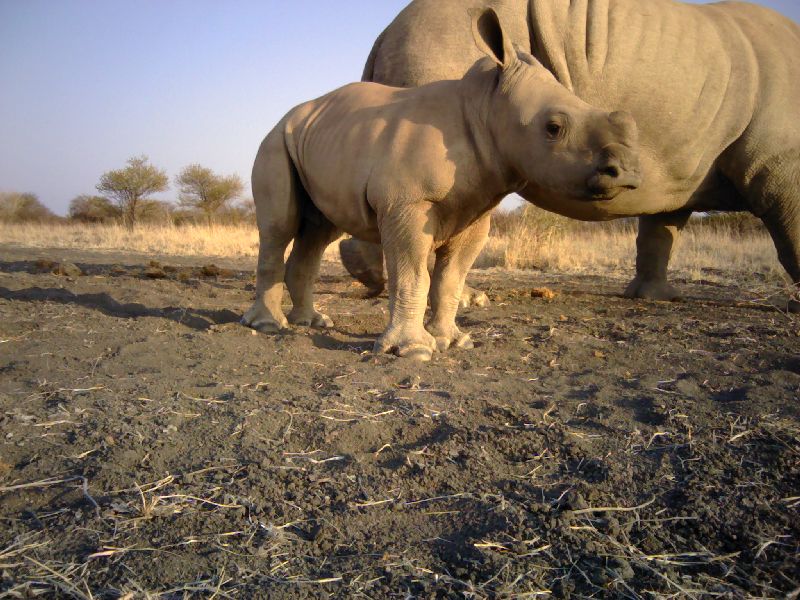 Baby Rhino! – Daily Zooniverse