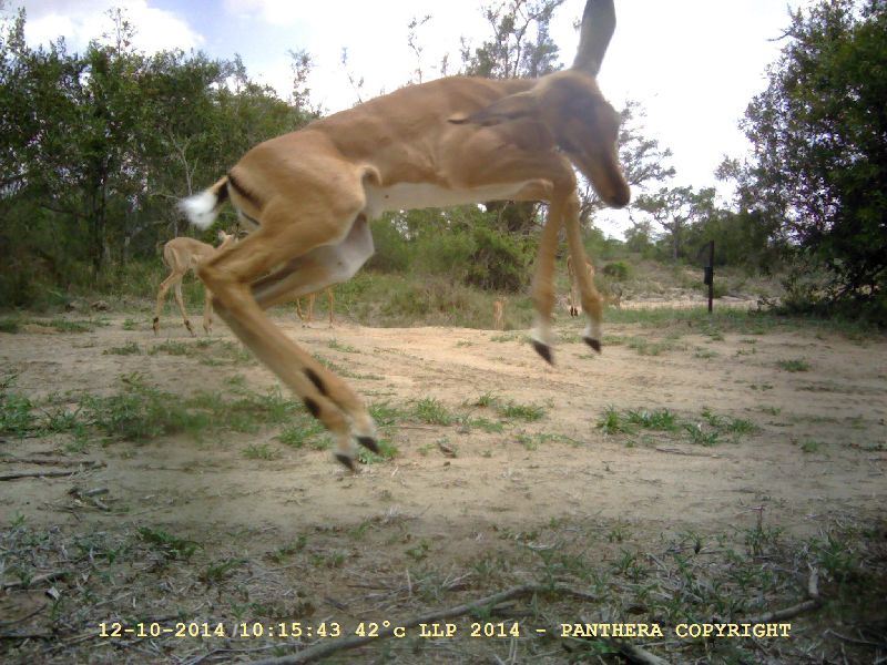Zooniverse Advent – Day 21: Your Favourite Animals – Daily Zooniverse