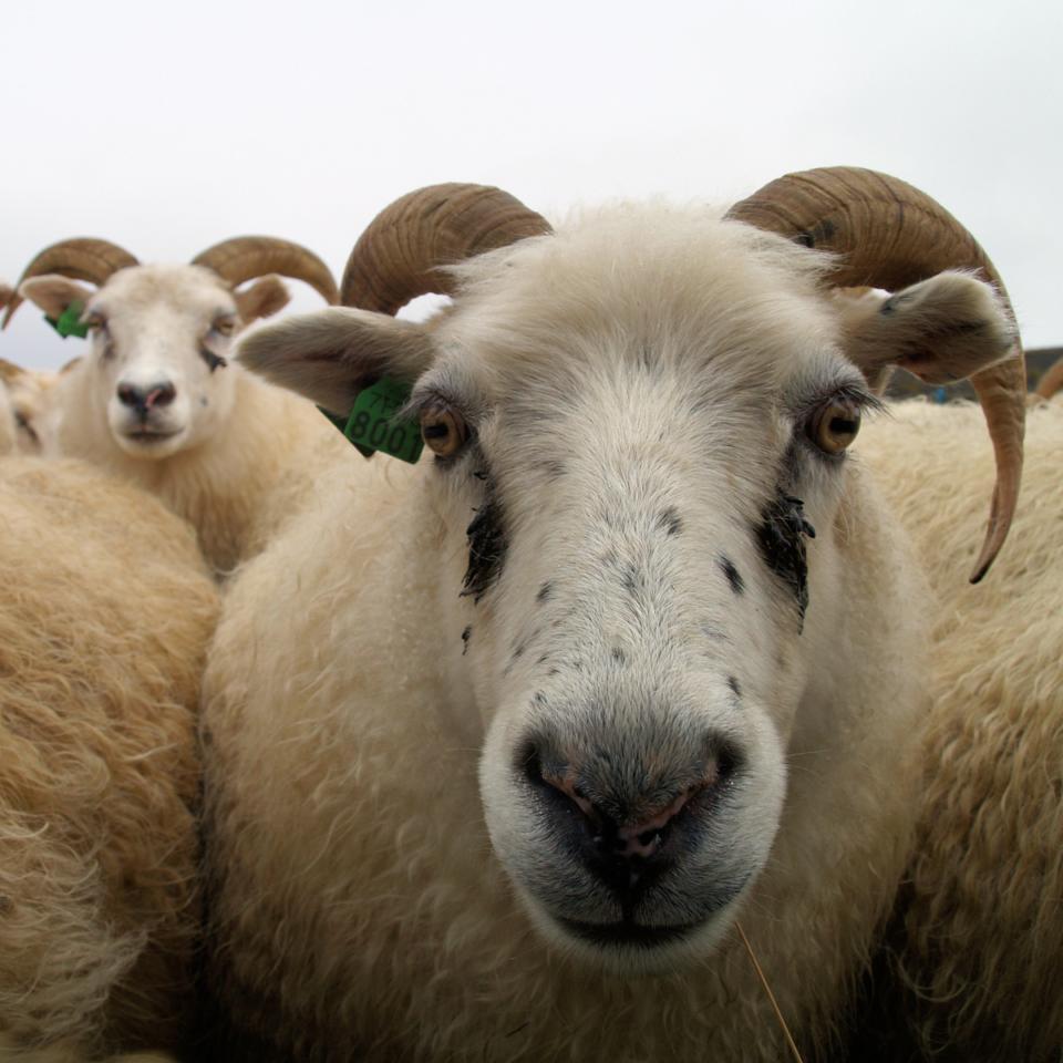 Zooniverse Image Competition Winner – Daily Zooniverse