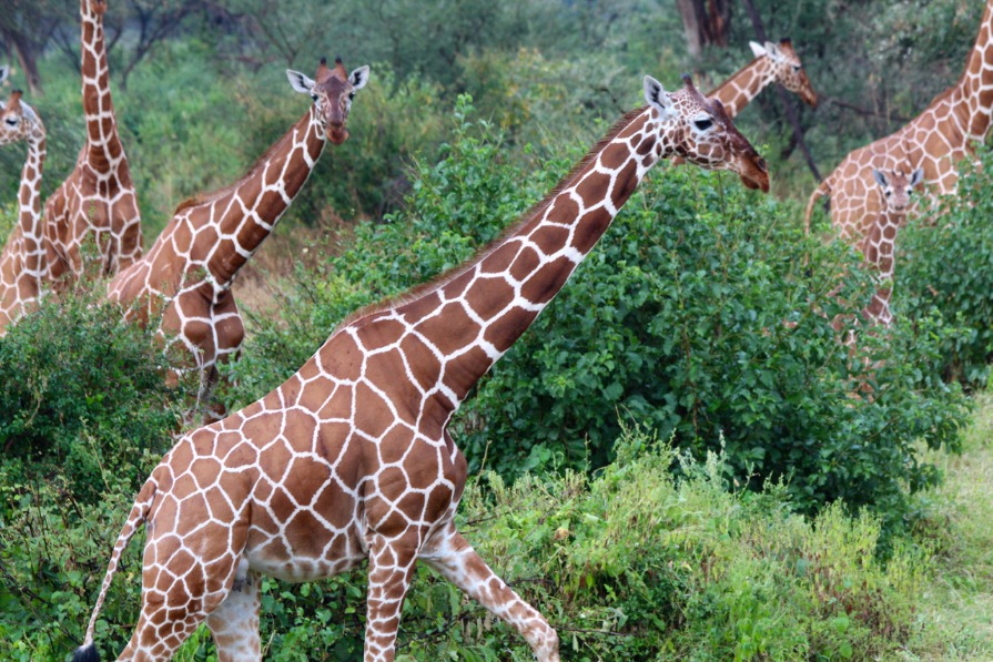 Happy World Giraffe Day! – Daily Zooniverse