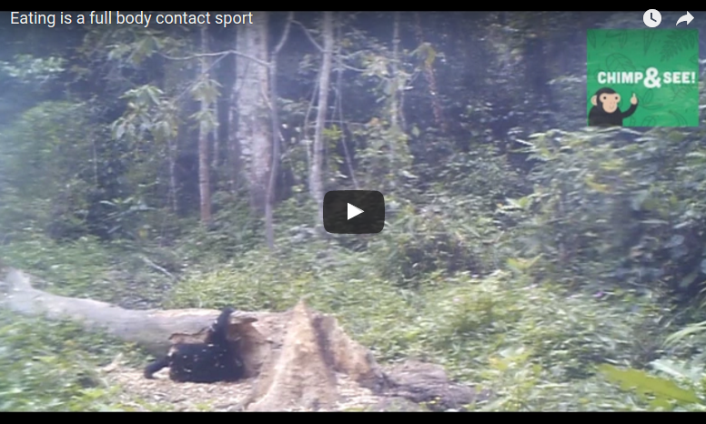 When eating is a full body contact sport! – Daily Zooniverse