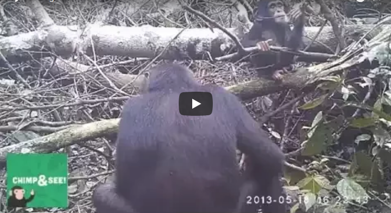 Best Chimp Clips from the Last 3 Years – Daily Zooniverse
