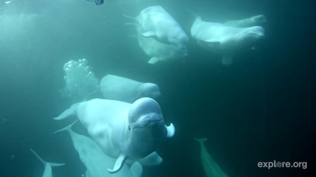 New Project – Beluga Bits – Daily Zooniverse