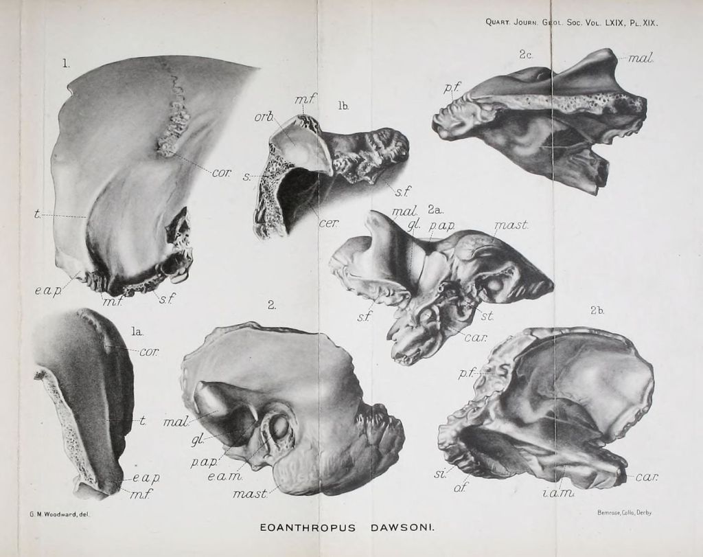 Hoax illustrations of the Piltdown Man discovered in Science Gossip ...