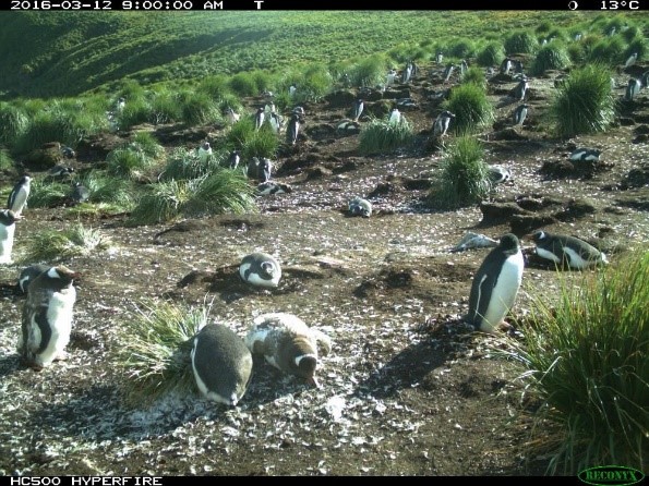 Exploring the Zooniverse- Penguin Watch – Daily Zooniverse