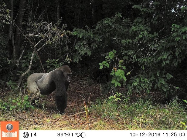 Discover Wild Gabon! – Daily Zooniverse