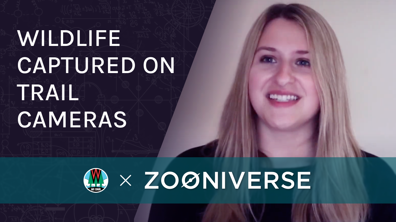 Around the Zoo – Snapshot Wisconsin – Daily Zooniverse