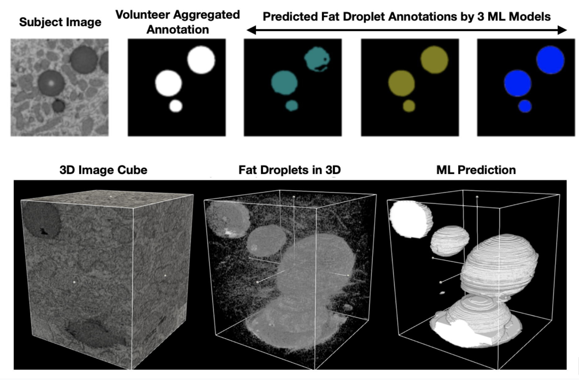 Daily Zooniverse – Your source of news from across the Zooniverse