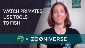 Around the Zoo – Chimp & See – Daily Zooniverse