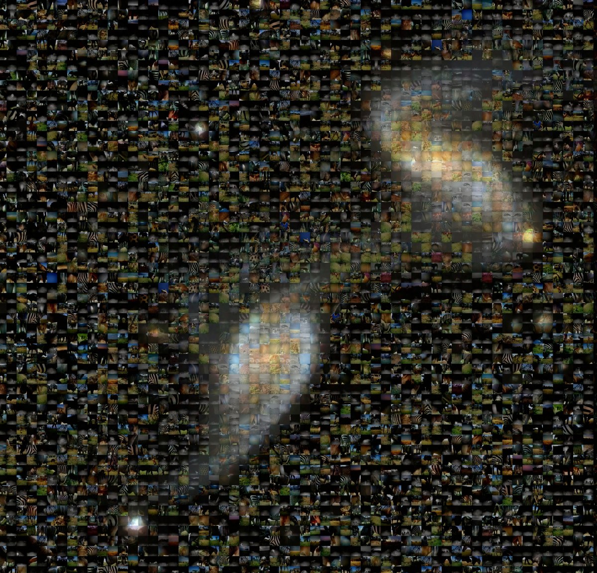 A galaxy made from cheetahs – Daily Zooniverse