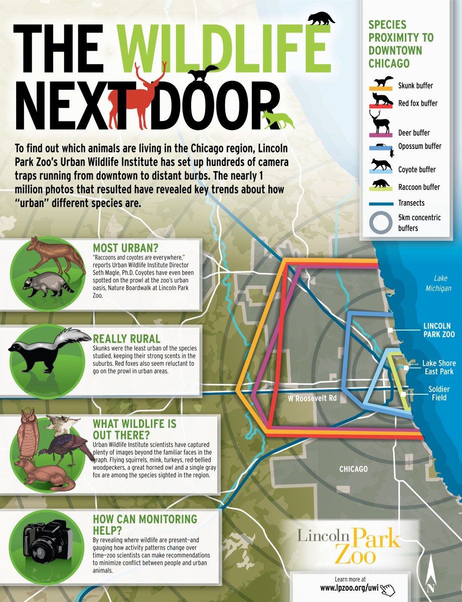 Urban Animals – Daily Zooniverse